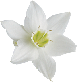 Güz Nergisi | Boğaziçi Kolonyaları